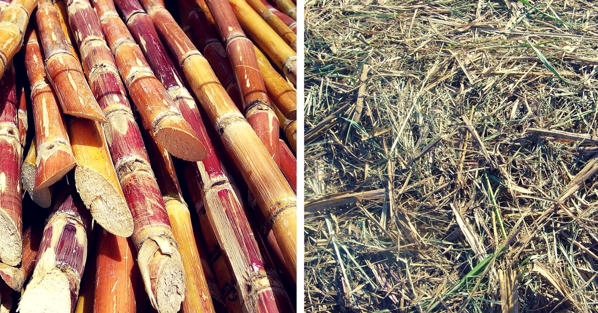 Indian Researchers Develop Bio Flashlights From Sugarcane Waste Indian Researchers Develop Bio Flashlights From Sugarcane Waste
